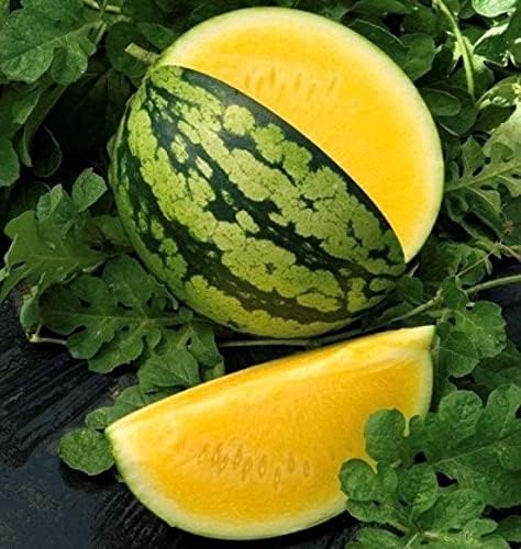 Amazon.com : KIRA SEEDS - Seeds Yellow Doll Watermelon 11 lbs - Fruits ...