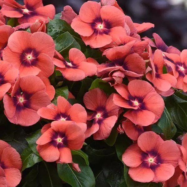 Oakwood Farms® Vinca imported flower seeds | dark peach Vinca Aromatic ...