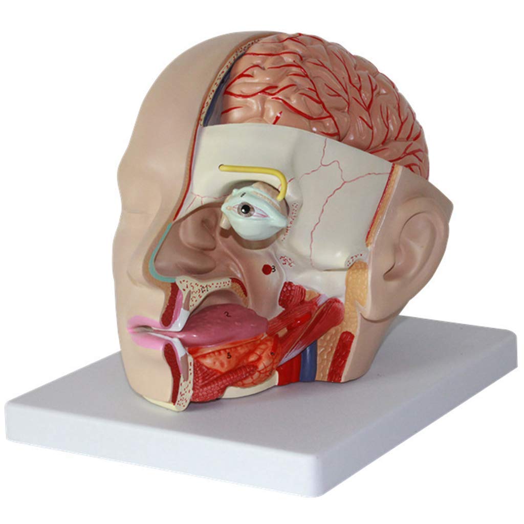 Amazon.com: Human Brain Anatomy Model, Human Brain Anatomy Model, Brain ...
