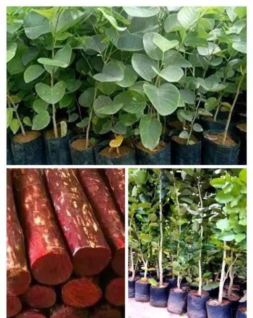 GreenWorld Special Red Sandalwood/Lal Chandan Live Plant,Healthy Pack ...