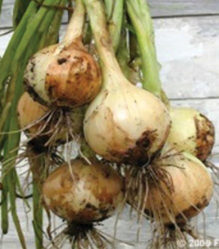 Amazon.com : 30 Texas Super Sweet 1015Y Onion Plants- Globe shaped ...