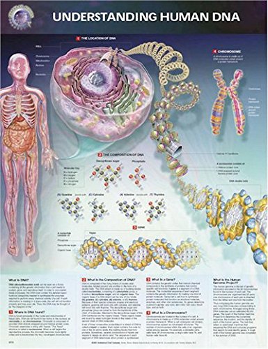 Understanding Human DNA Chart: 9781587794148: Medicine & Health Science ...