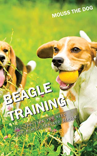 BEAGLE TRAINING: All the tips you need for a well-trained Beagle ...