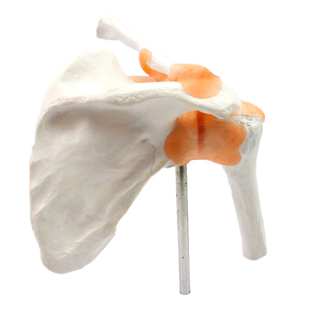 Buy DXFK.AM Human Shoulder Joint Model with Ligaments, Anatomically ...