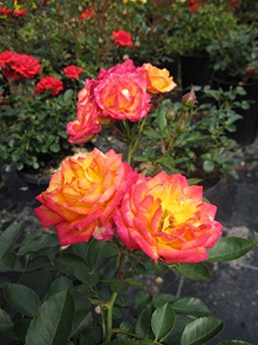 Dwarf steeg de beste 2024 - test & vergelijking koop goedkoop