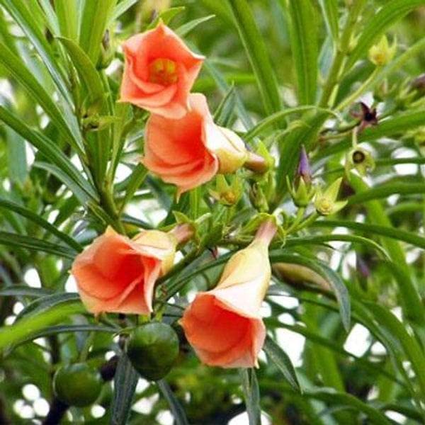 Mphmi Nursery Delhi Plant NCR Cascabela Thevetia, Bitti (Peach) - Plant ...