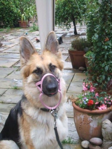 DOGMATIC LEATHER HEADCOLLAR - PASTEL PINK SIZE 1 : Amazon.co.uk: Pet ...