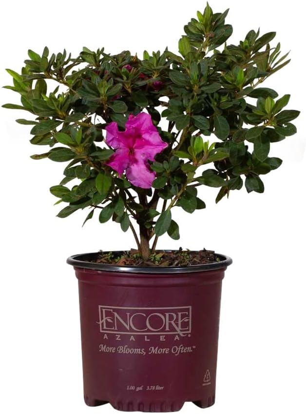 Amazon.com : National Plant Network Azalea 'Formosa' -2 Piece Live ...