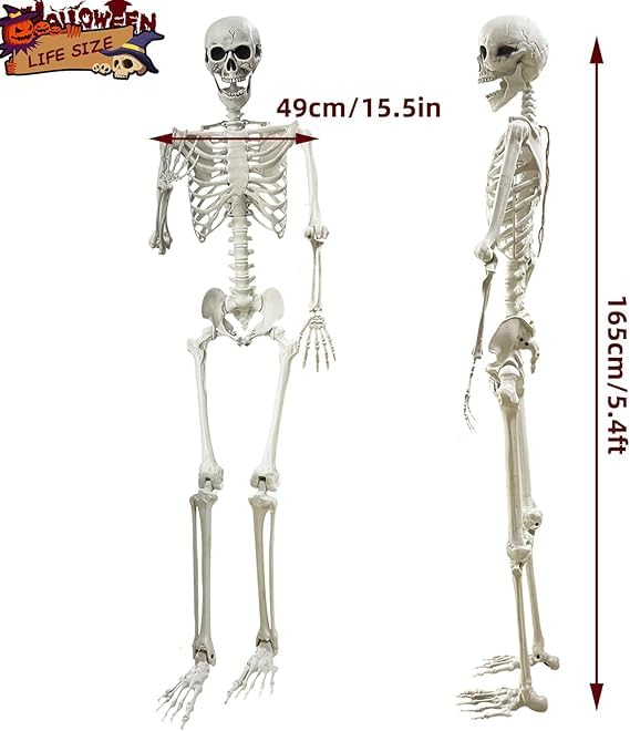 Snapklik.com : 5.4ft Halloween Life Size Skeleton Full Body Plastic ...