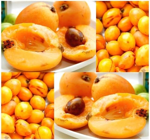 Amazon.com : 1oz (20+ seeds) LOQUAT Eriobotrya japonica TREE SEED SEEDS ...