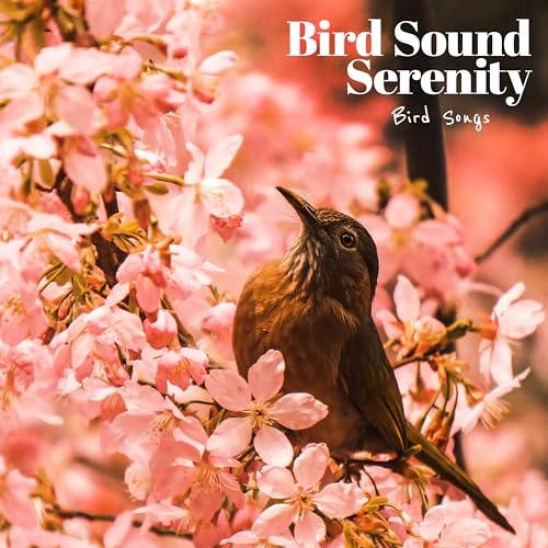 Amazon MusicでBird SongsのBird Sound Serenityを再生する
