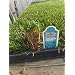 Amazon.com : Bella Bluegrass Grass Plugs : Patio, Lawn & Garden