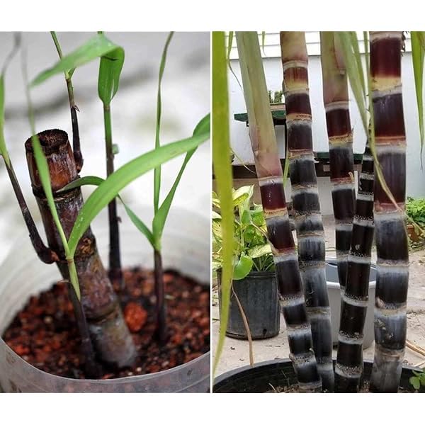 Sugarcane plant live, live plant for sugarcane (2 Stick) : Amazon.in ...
