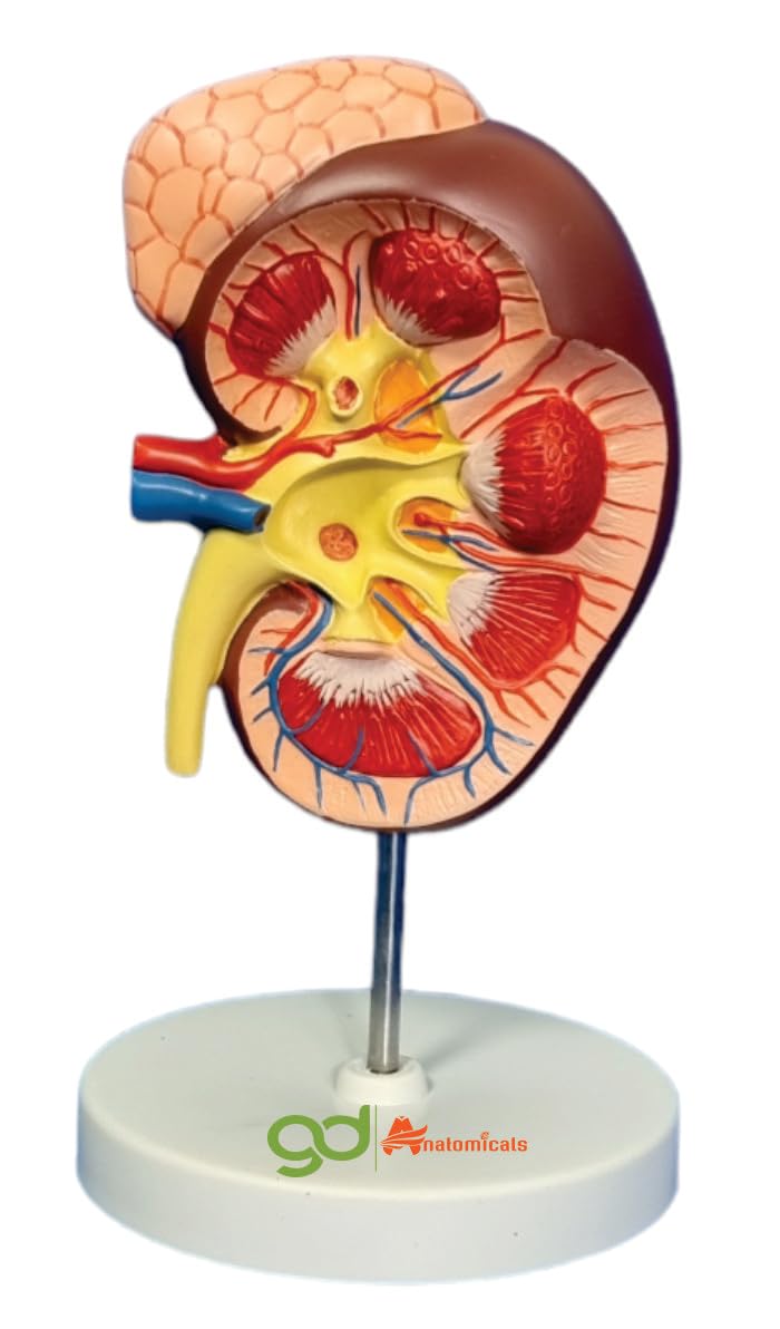 Human Kidney Model