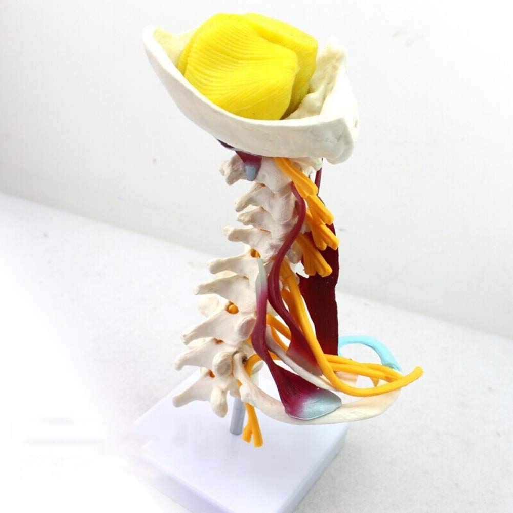 Buy HOTDESIRE Human Cervical Spine Model, Cervical Spine Muscle And ...