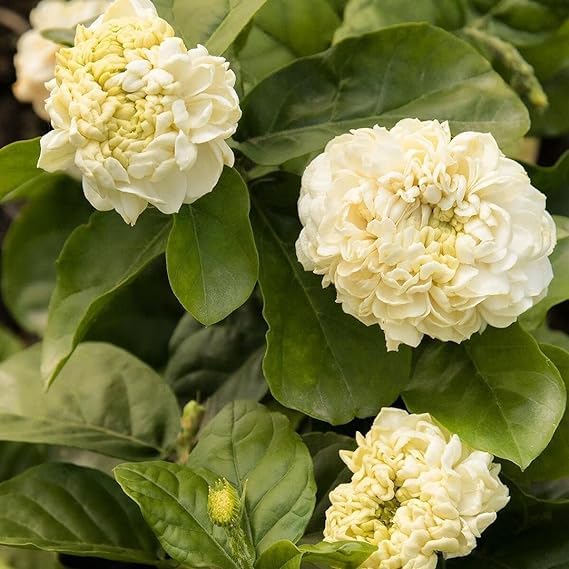 Vamsha Nature Care Mogra Plant Rare Jasminum sambac Arabian Jasmine ...