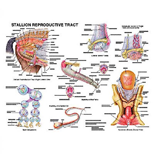 Amazon | Equine Stallion Reproduction Wall Chart | Anatomical Chart ...