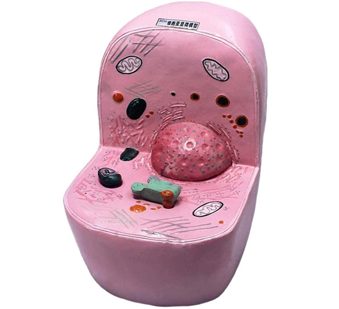 Buy KINOFU Medical Anatomical Cell Model, Cell Cytoplasm Model Cell ...