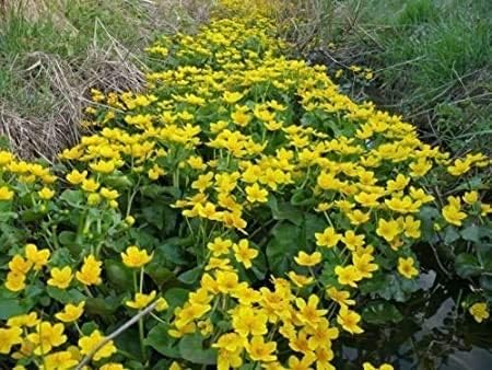 MITRAEE 60pcs Caltha palustris Marsh Marigold Flower Seeds – Yaxa Colombia