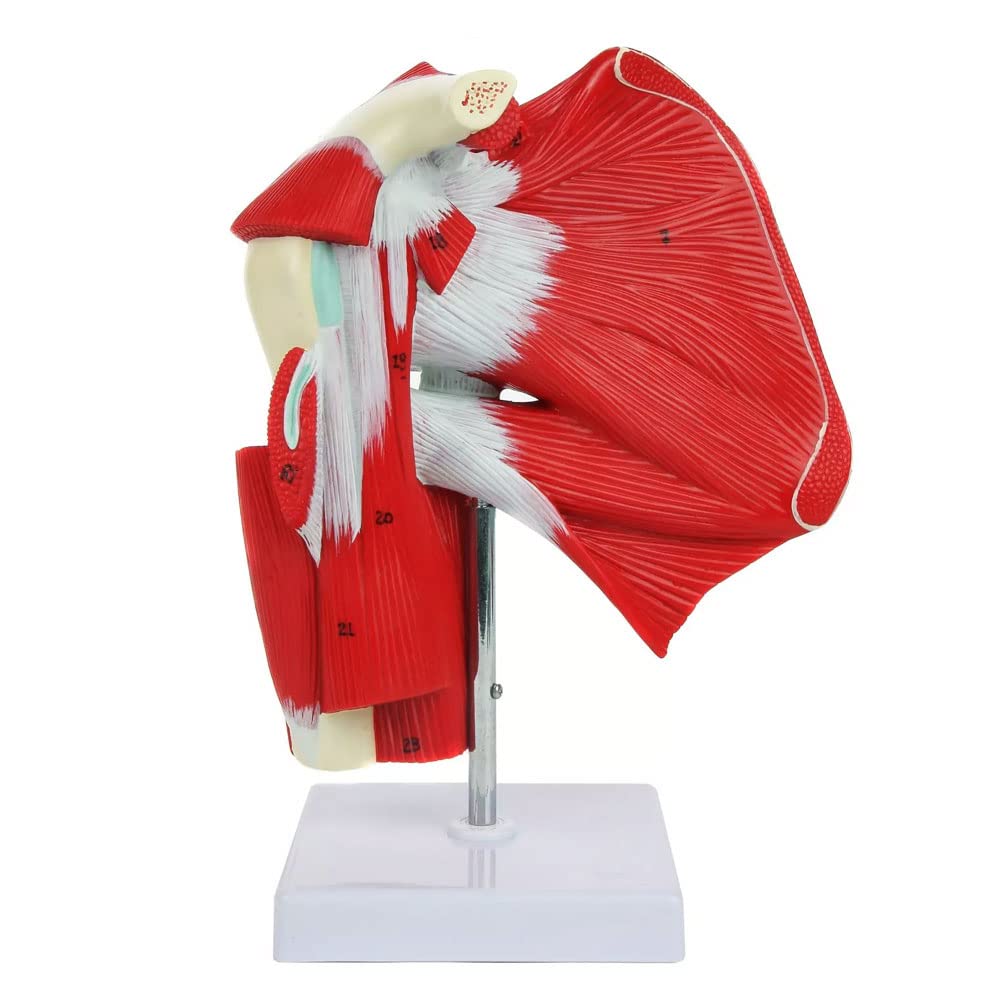 Buy Human Shoulder Joint Model, Shoulder Joint Tendon Model, Shoulder ...