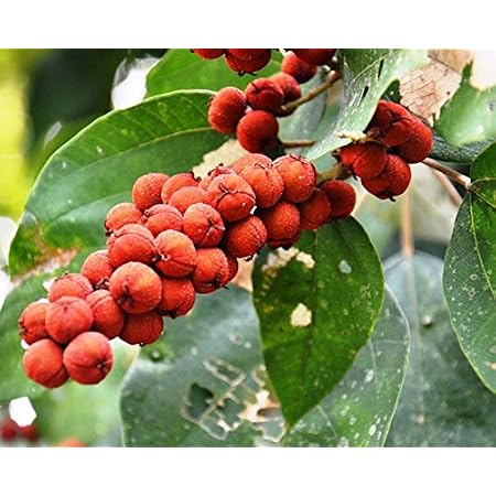SHOP 360 GARDEN Mallotus Philippensis, Kumkum, Kamala tree, Red kamala ...