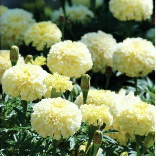 EVOY African F1 Hybrid White Marigold genda seeds 150 ...