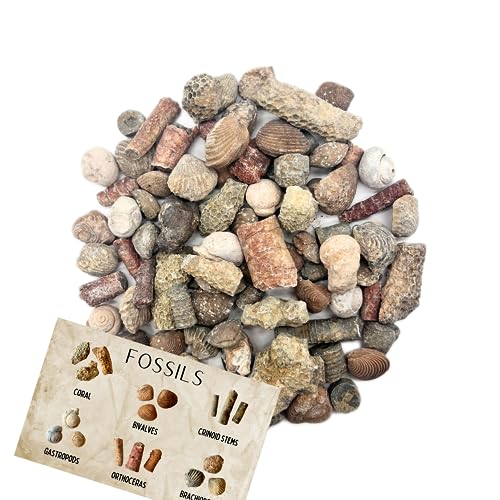 Fossil Mix | 1 lb Bag of Genuine Fossils | Ammonites Crinoids ...