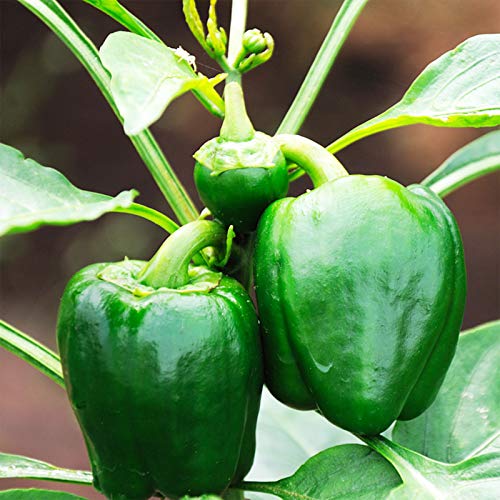 Pimento Morrone Continente - FICA