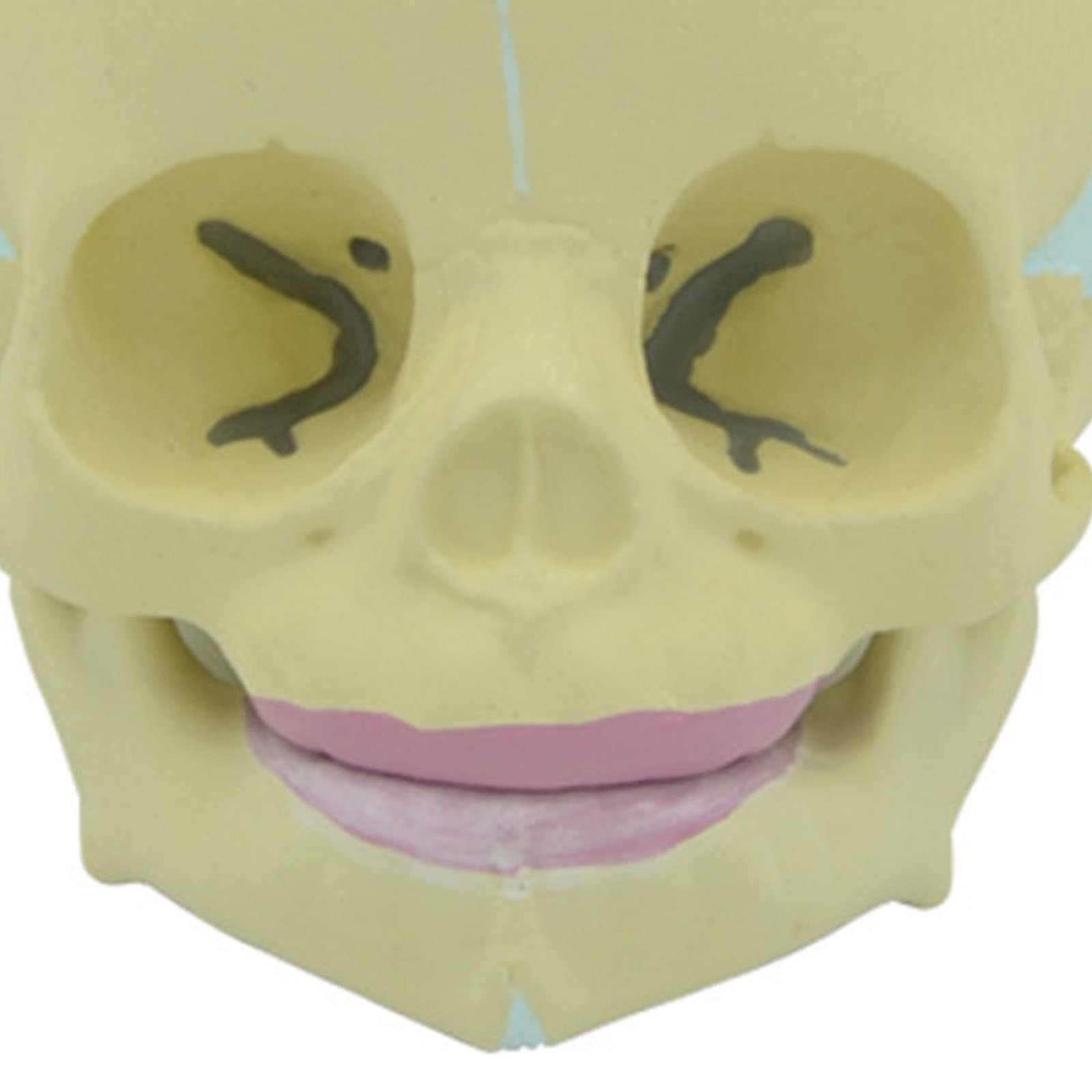 Cranio Mascella Aperta Dott. Stefano Martello Osteopatia,
