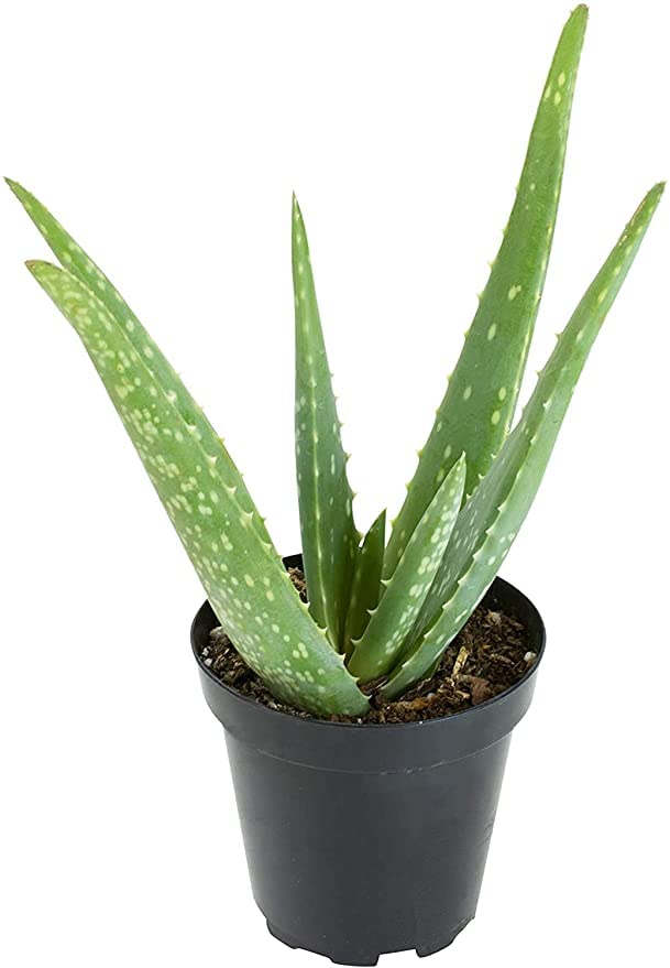 Growing Plants Live Aloe Vera Live Baby Plant/Indoor And Outdoor Plant ...