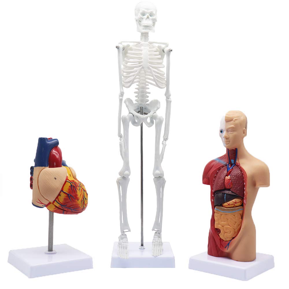 Denique Human Anatomy Models Bundle Set Of 3 Human Torso | Desertcart INDIA