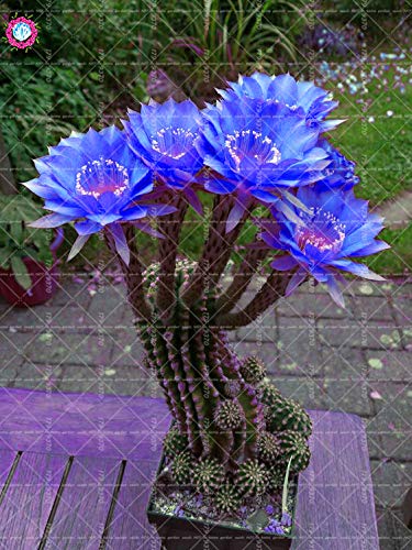 Blue Cactus Flower