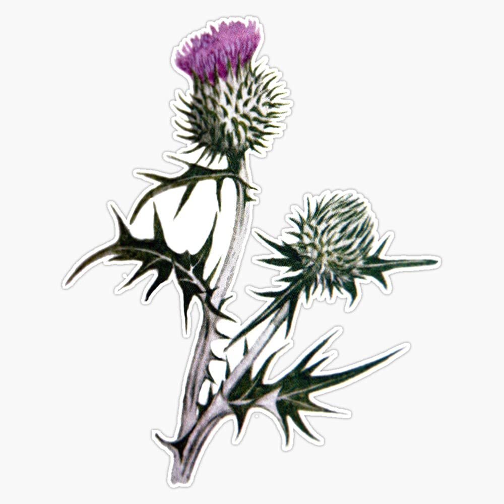 Scotch Thistle Drawing