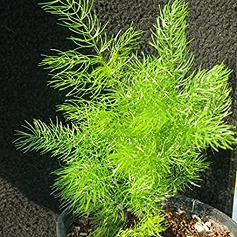 Buy PlantaZee Satawari Satmuli Asparagus Racemosu Satawar satavar Live ...