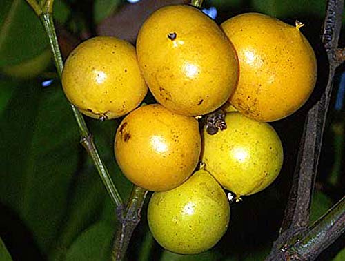 LushGreen Rare Philippines Beraba Juicy Pulp Baraba Fruit Plant For ...