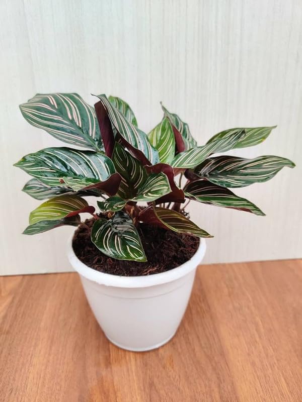 Natural F1 Indoor live plant rare calathea live plant (1 Plant ...