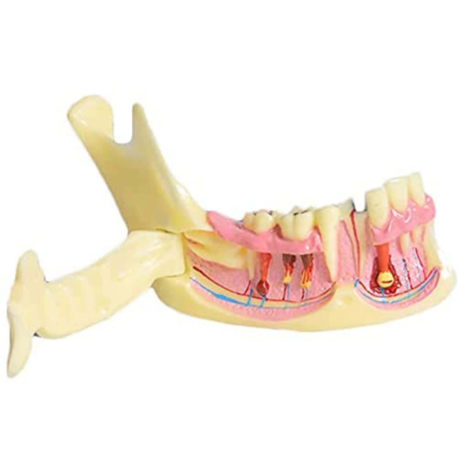 Buy Dental Teeth Study Teaching Model, Dental Lower Jaw Teeth Model ...