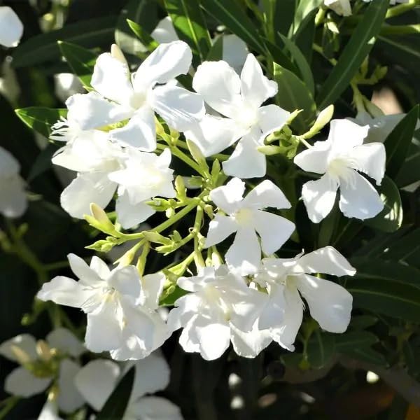 ONLINE PLANT BAZAR WHITE OLEANDER/KANER/KOROBI FLOWER LIVE PLANT ...