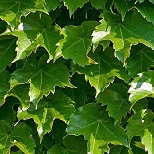 Amazon.com : 30 English Ivy Seeds for Planting - Easy to Grow Ivy Vine ...