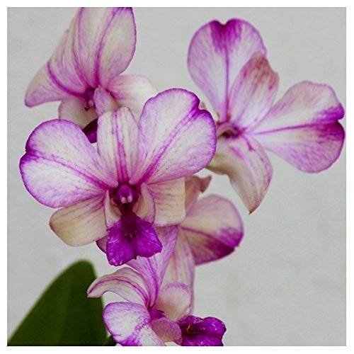 Exotica Orchids Dendrobium Pop Eye-Blooming Size : Amazon.in: Garden ...