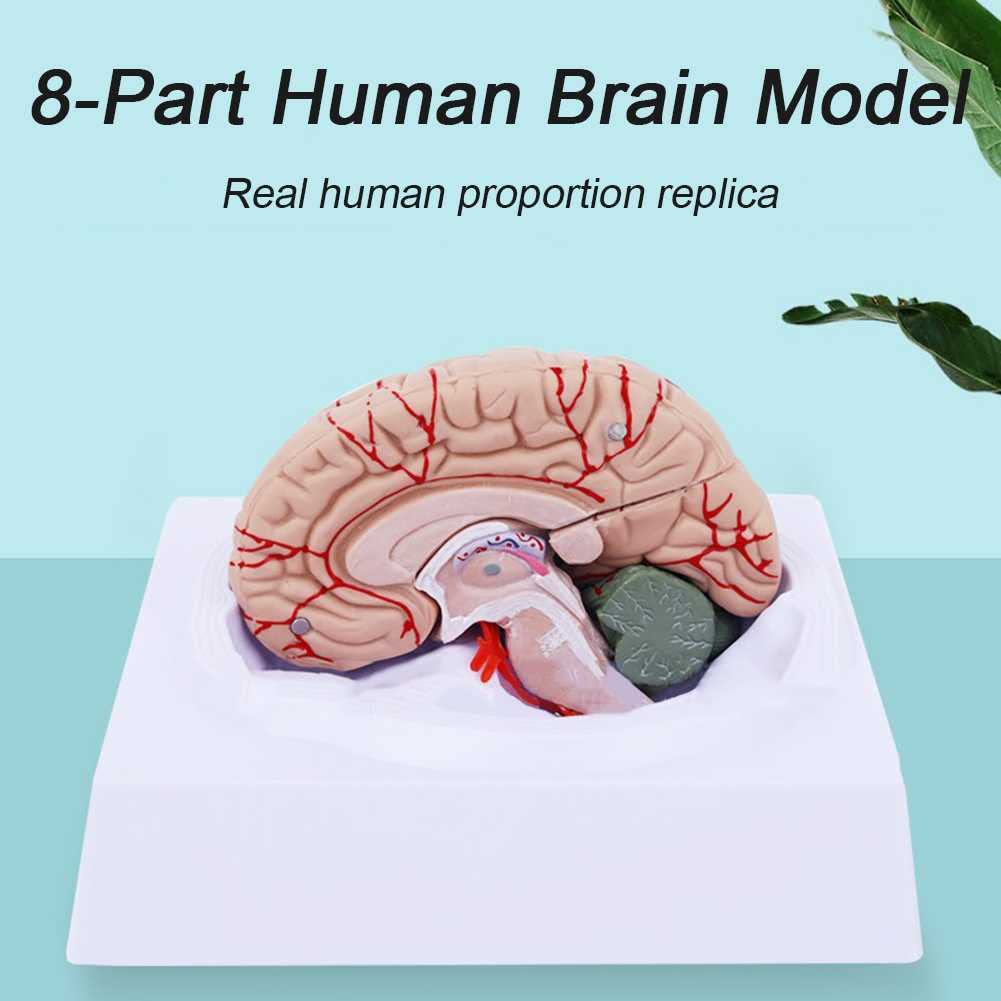 Psychology Brain Model Project 9 Psychology Ideas To Save Today