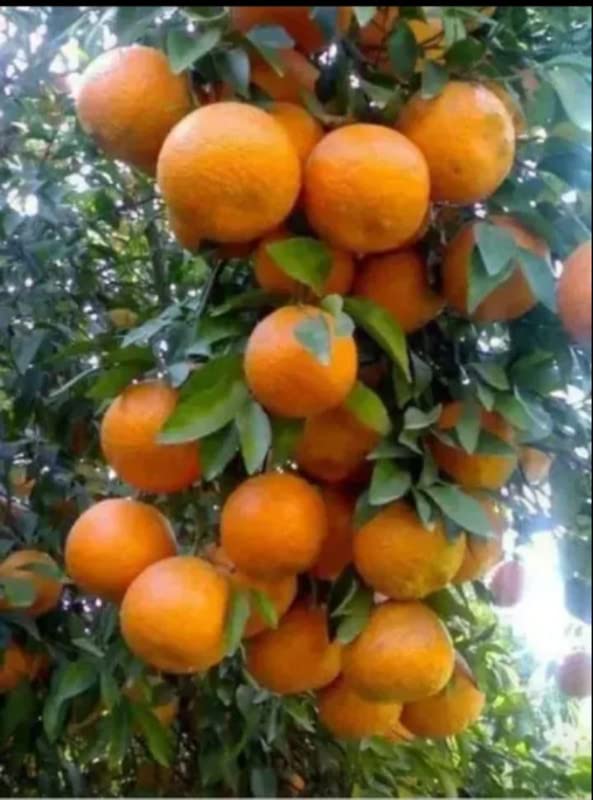 MARINE TREE Live Plants For Garden Orange Indoor/Outdoor Plant Bonsai ...