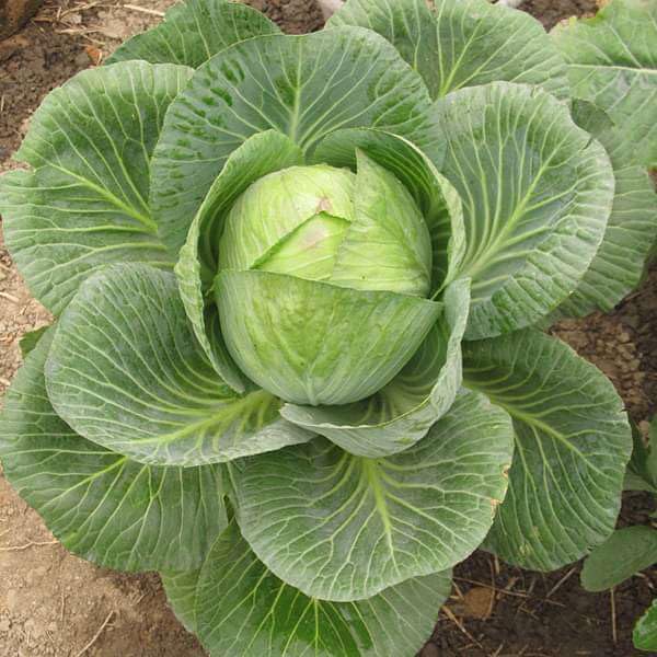 leaf cabbage seeds for gardening Pack Of 30 : Amazon.in: Garden & Outdoors