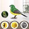 Amazon.com: Electric Singing and Chirping Bird Toy, Cute Interactive ...