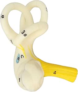 Amazon.com: Modelo de anatomía del oído humano,Modelo de laberinto del ...