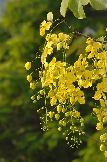Amaltas flower plant ( with pot ) : Amazon.in: Garden & Outdoors
