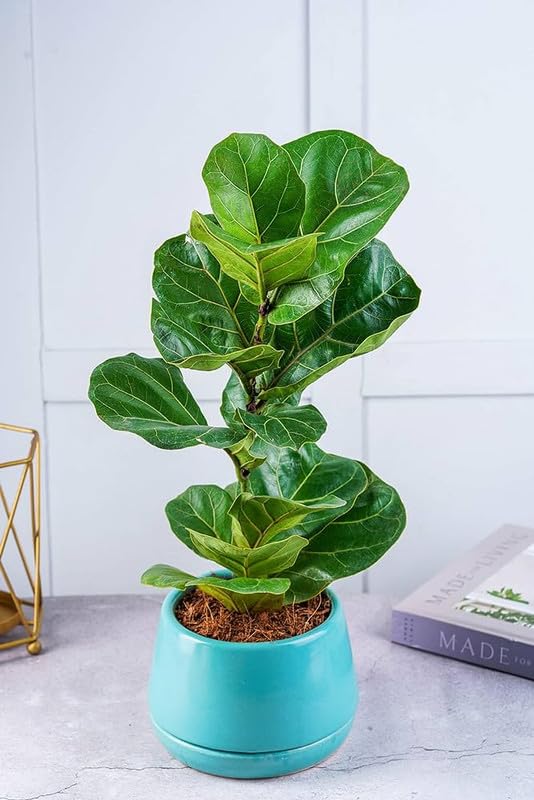 All Season Ficus lyrata,the fiddle-leaf fig, banjo fig, fiddle-leaved ...