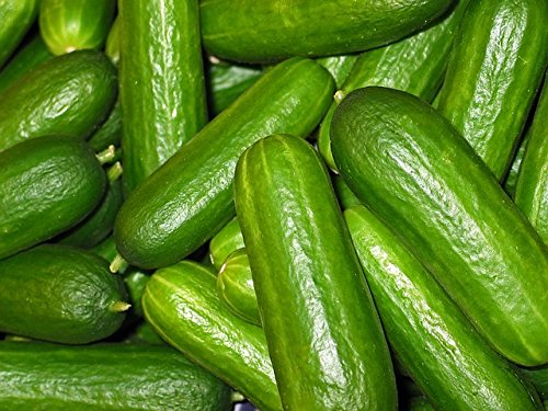 OL Seed Desi Variety Cucumber Seeds - Pack of 50 Seeds : Amazon.in ...