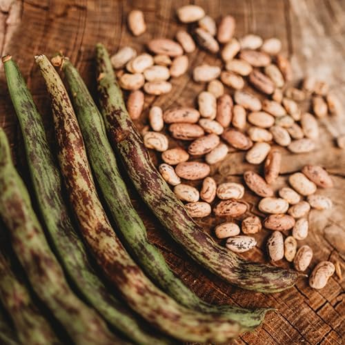 Amazon.com : Park Seed Bean Seeds Harvest and Grow Your Own Spring ...