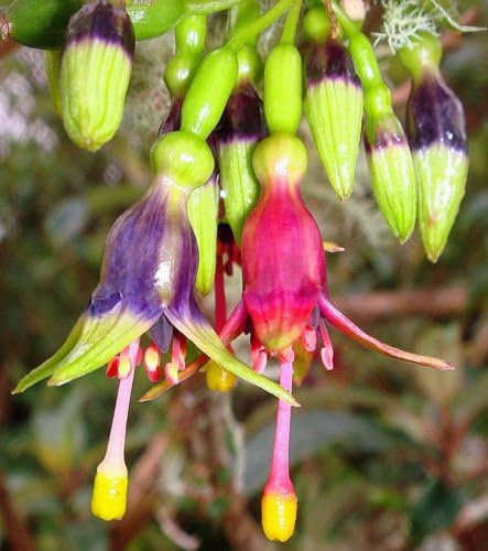 100 Seeds | New Zealand Tree Fuchsia excorticata | World’s Largest ...